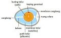 Perkembangbiakan Hewan Disertai Gambar - ciptacendekia.com